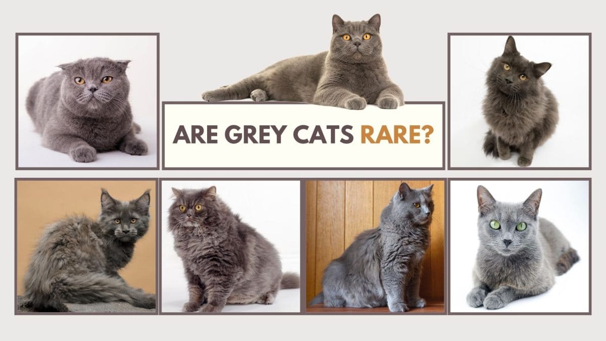 Are Grey Cats Rare And 7 Breeds With This Coat Color