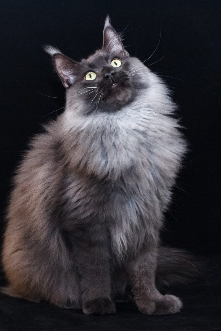 All About The Smoke-Colored Cat And 5 Breeds With This Coat