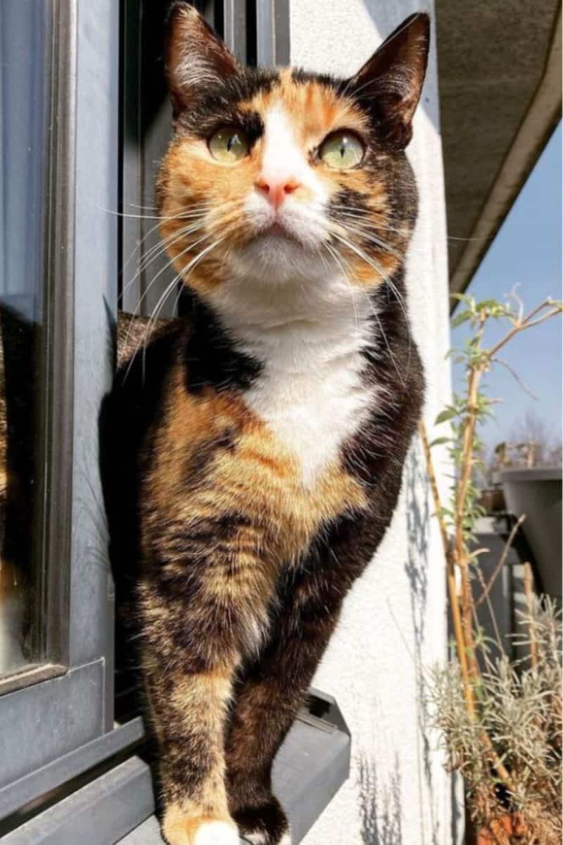 A Guide To Cat Personalities By Color Of Their Coats