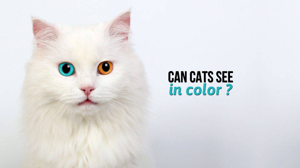 Can Cats See In Color Or Do They Lack This Ability?