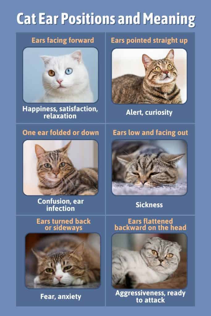A Detailed Guide To The Cat Ear Positions Chart
