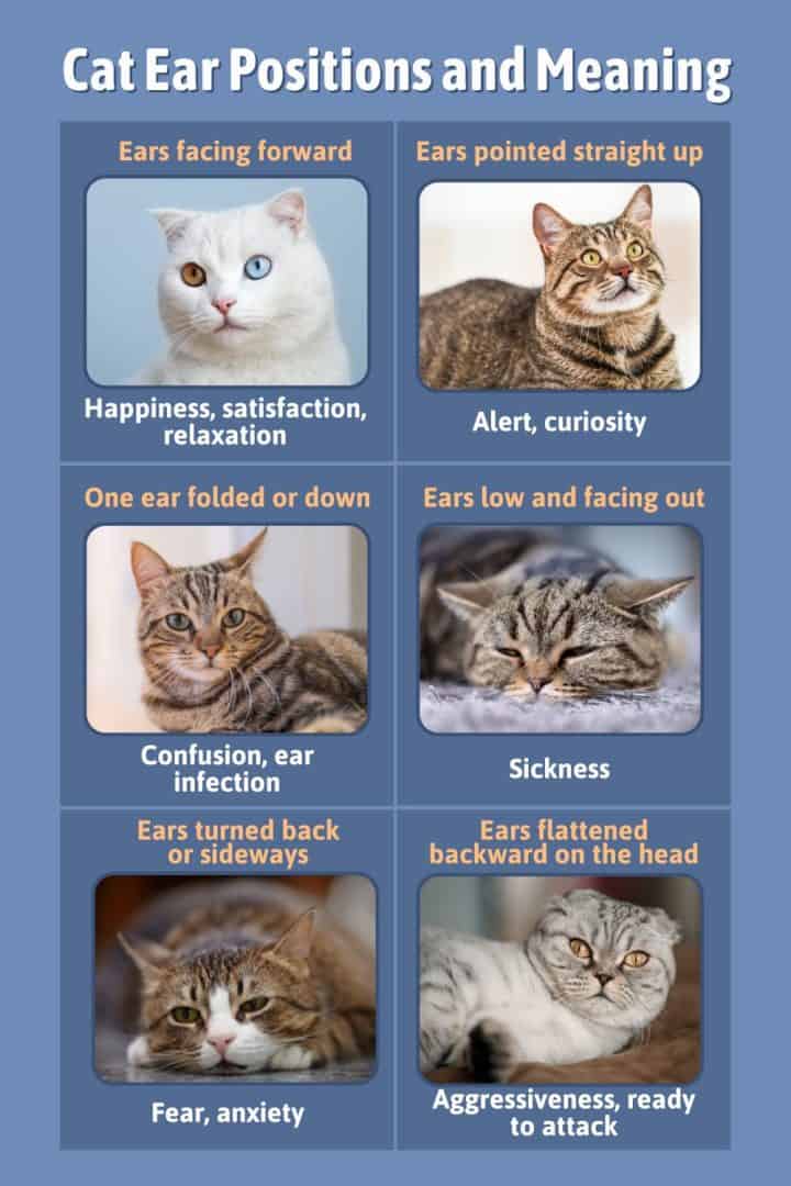 A Detailed Guide To The Cat Ear Positions Chart