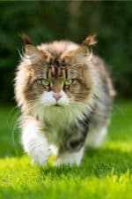 7 Reliable Maine Coon Breeders In Virginia