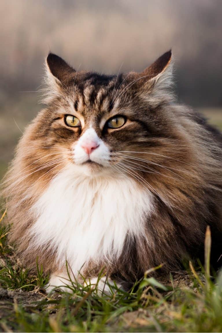All About The Smoke-Colored Cat And 5 Breeds With This Coat