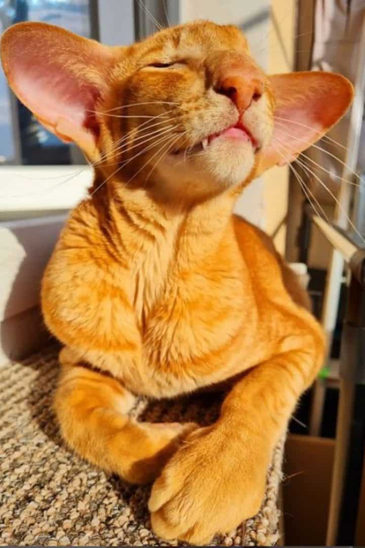 15 Charming Cat Breeds With Large Ears