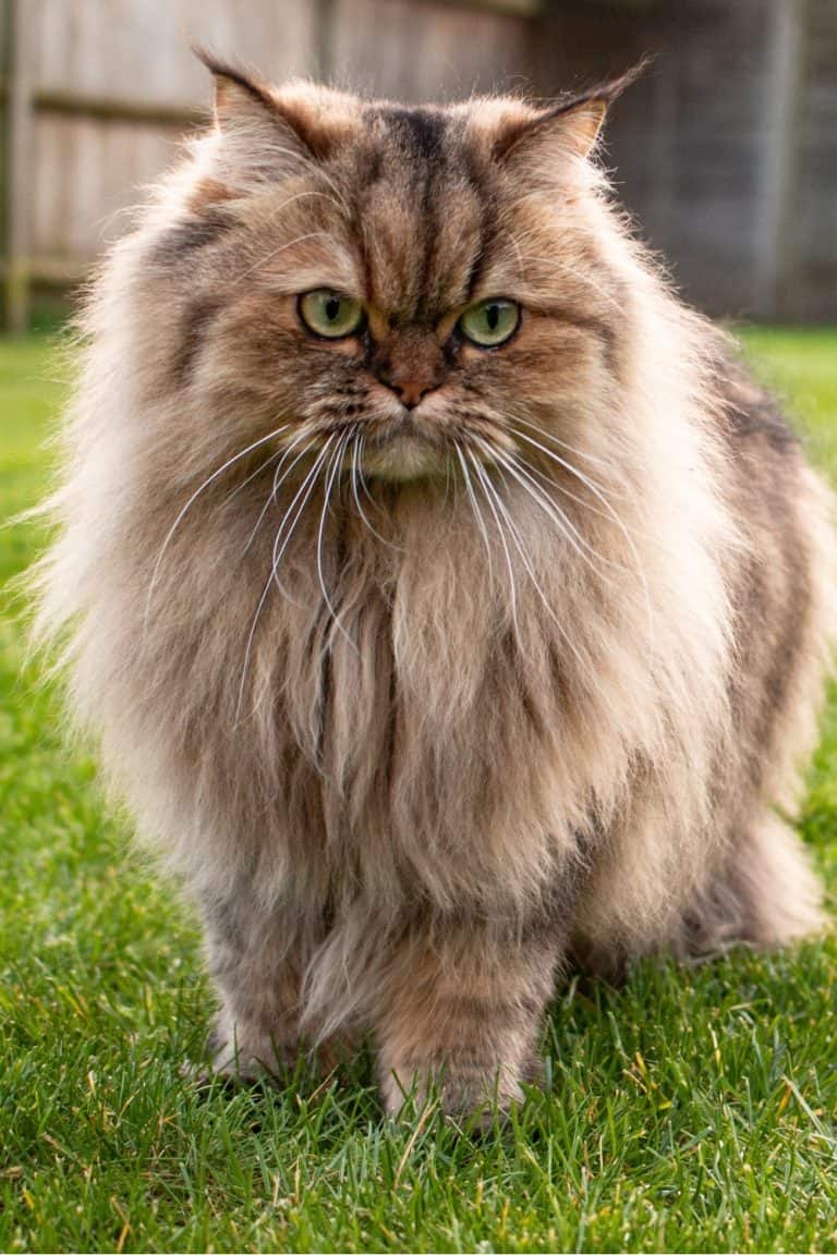 All About The Smoke-Colored Cat And 5 Breeds With This Coat