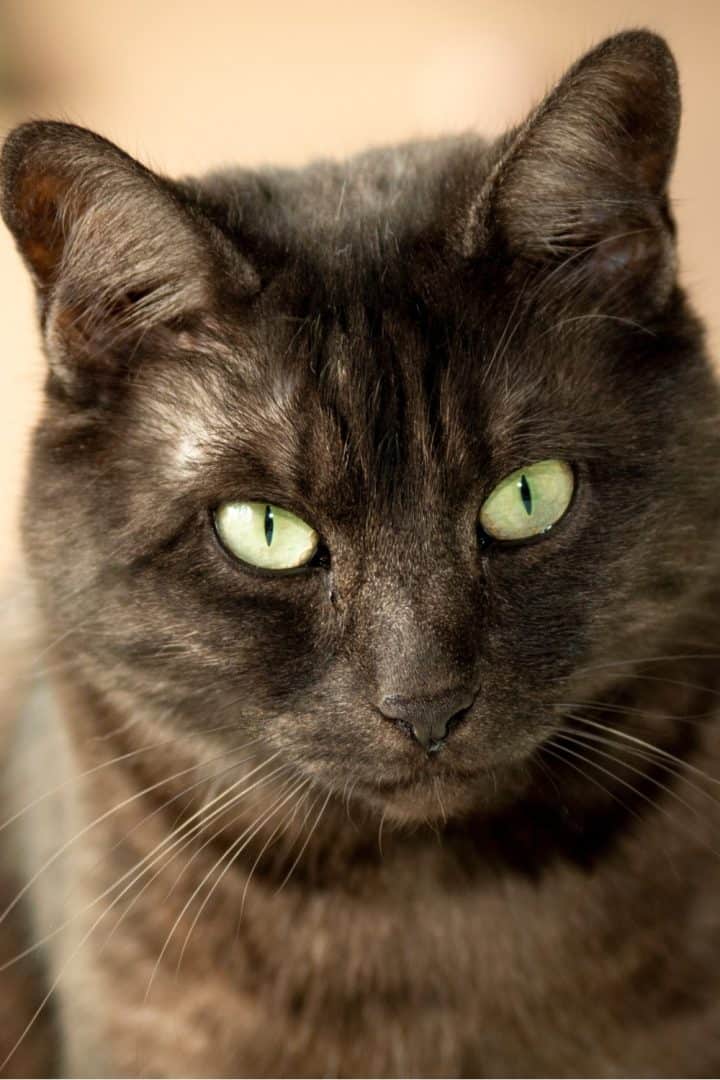 All About The Smoke-Colored Cat And 5 Breeds With This Coat