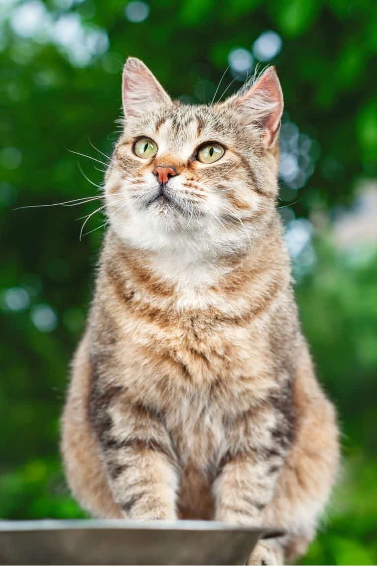 7 Interesting Facts About The Mackerel Tabby Cat Personality