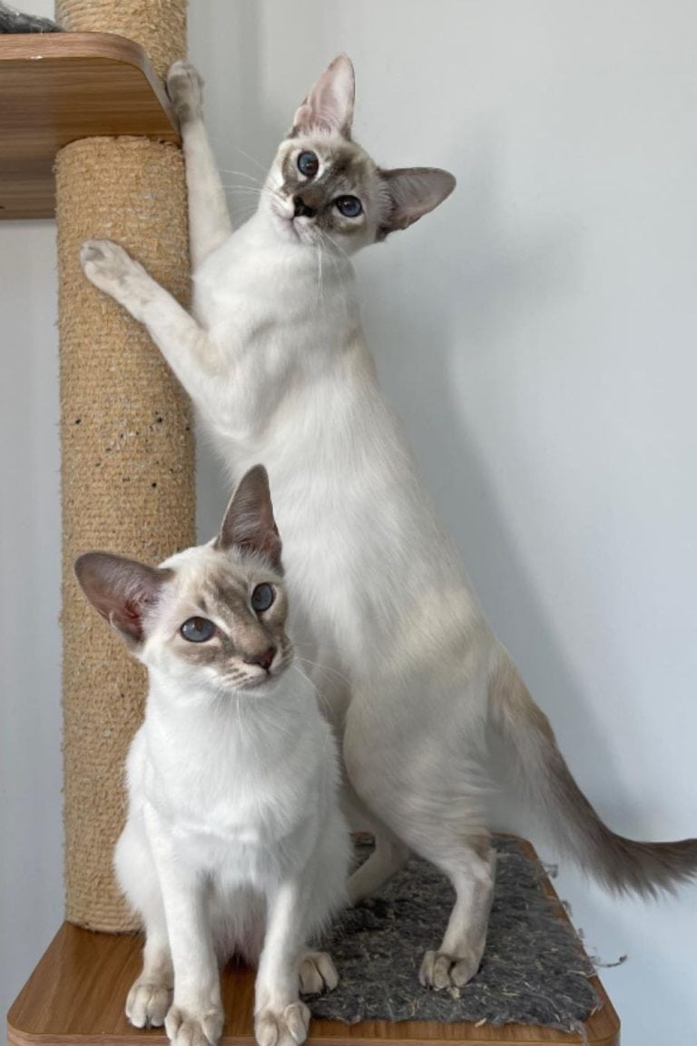 15 Charming Cat Breeds With Large Ears