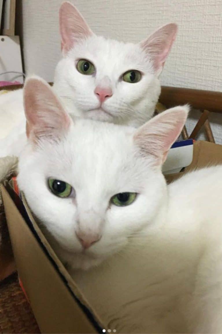 A Guide To Cat Personalities By Color Of Their Coats