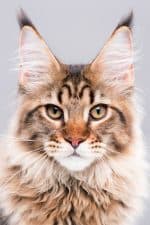 5 Reputable Maine Coon Breeders In Maryland