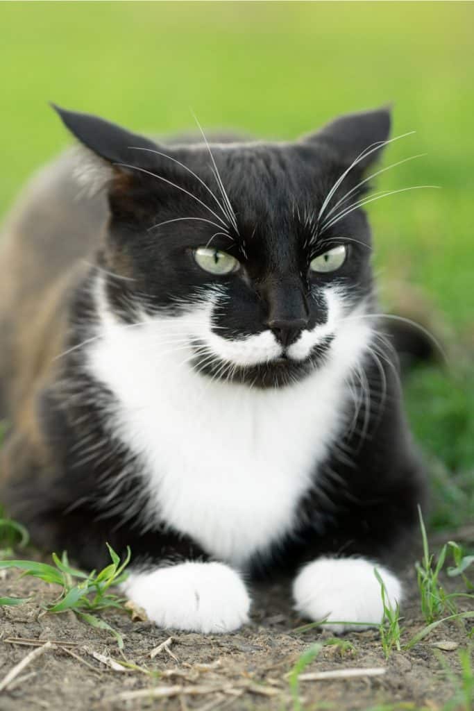 A Detailed Guide To The Cat Ear Positions Chart
