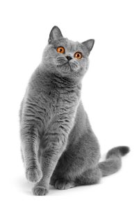Are Grey Cats Rare And 7 Breeds With This Coat Color