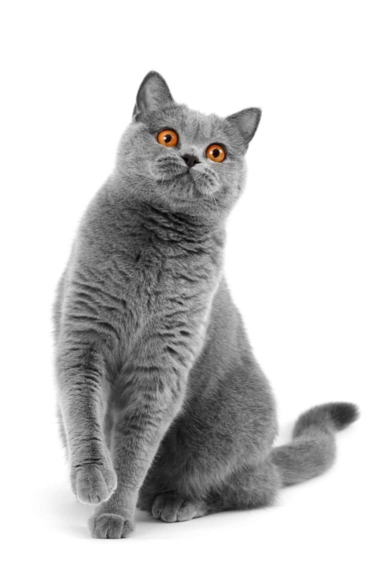 Are Grey Cats Rare And 7 Breeds With This Coat Color