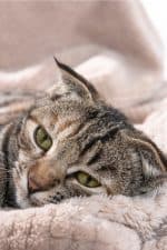 A Detailed Guide To The Cat Ear Positions Chart