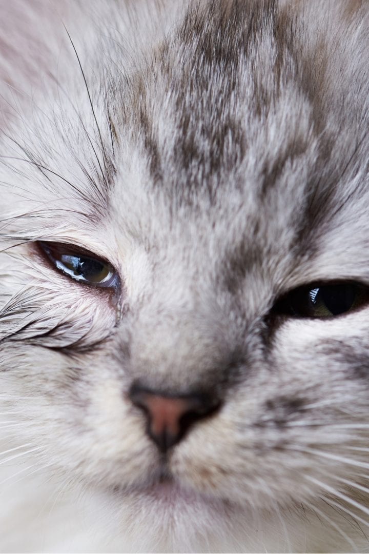 9 Reasons Why Has Your Cat’s Fur Gone Lumpy