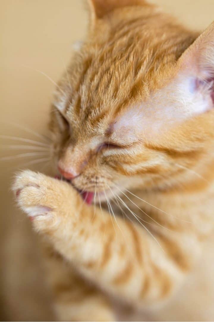 5 Reasons For Hair In Cat Poop With Tips How To Help