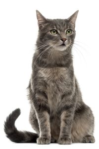 A Guide To The Cat Tail Position Meaning Chart