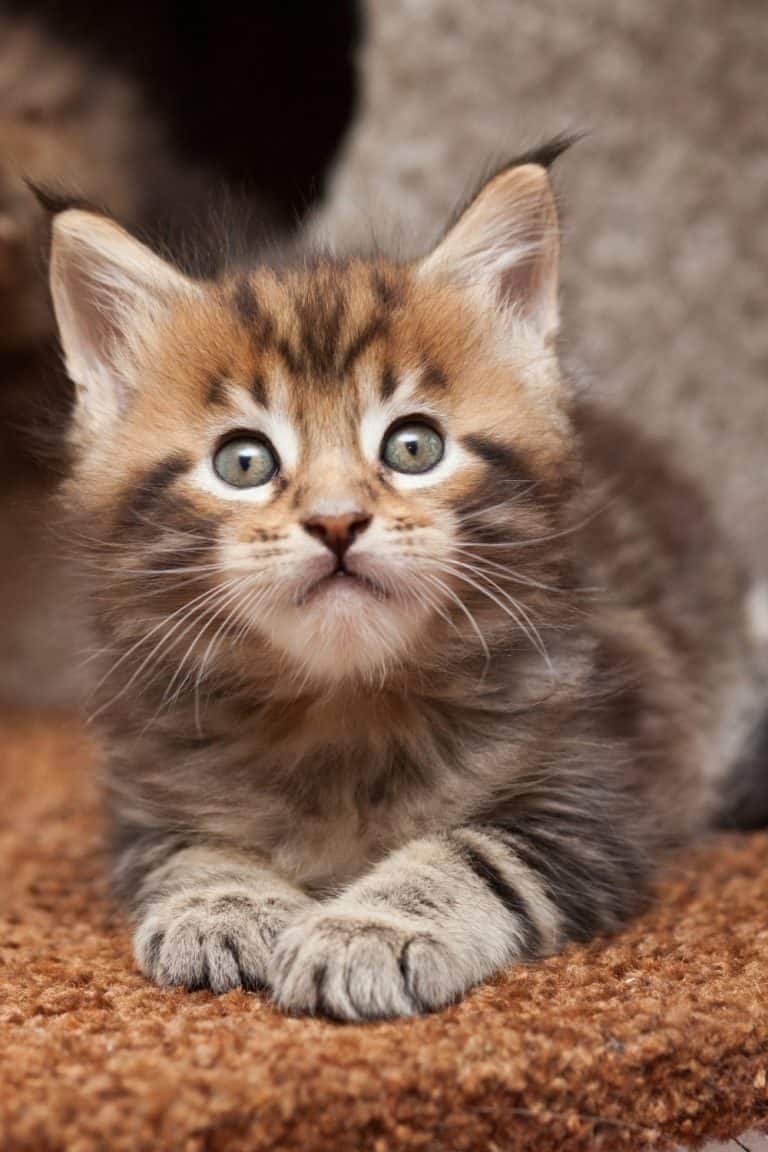 7 Breeders That Offer European Maine Coon Kittens For Sale