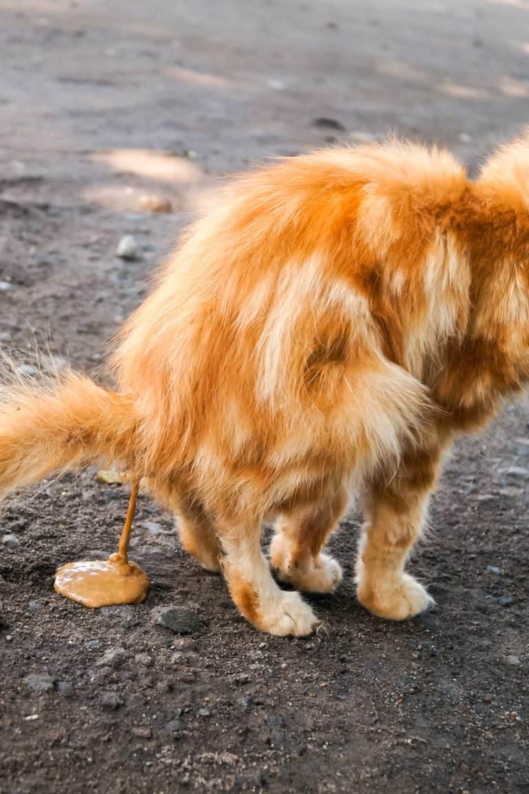 5 Explanations For Orange Cat Poop And What To Do To Help