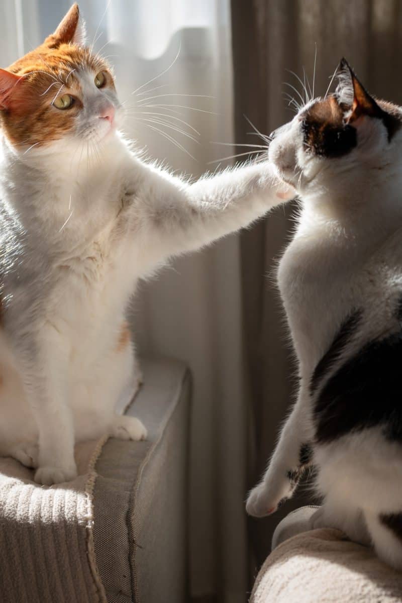 Do Mom Cats Miss Their Kittens After They’re Separated?