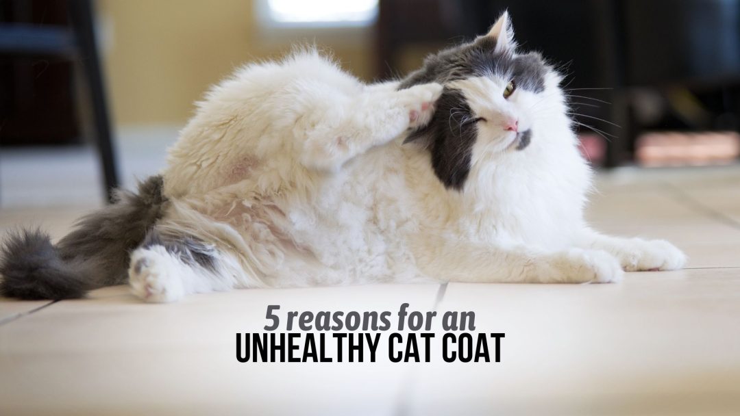 5 Reasons For An Unhealthy Cat Coat And Tips On How To Help