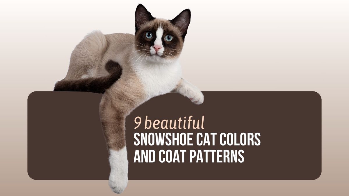 9 Beautiful Snowshoe Cat Colors And Coat Patterns