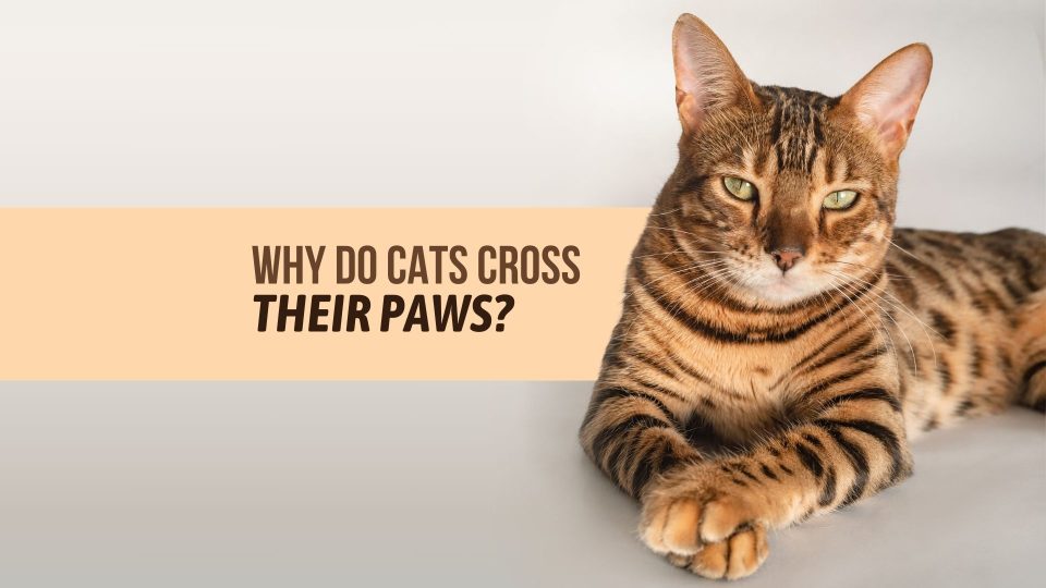 9 Reasons Why Do Cats Cross Their Paws