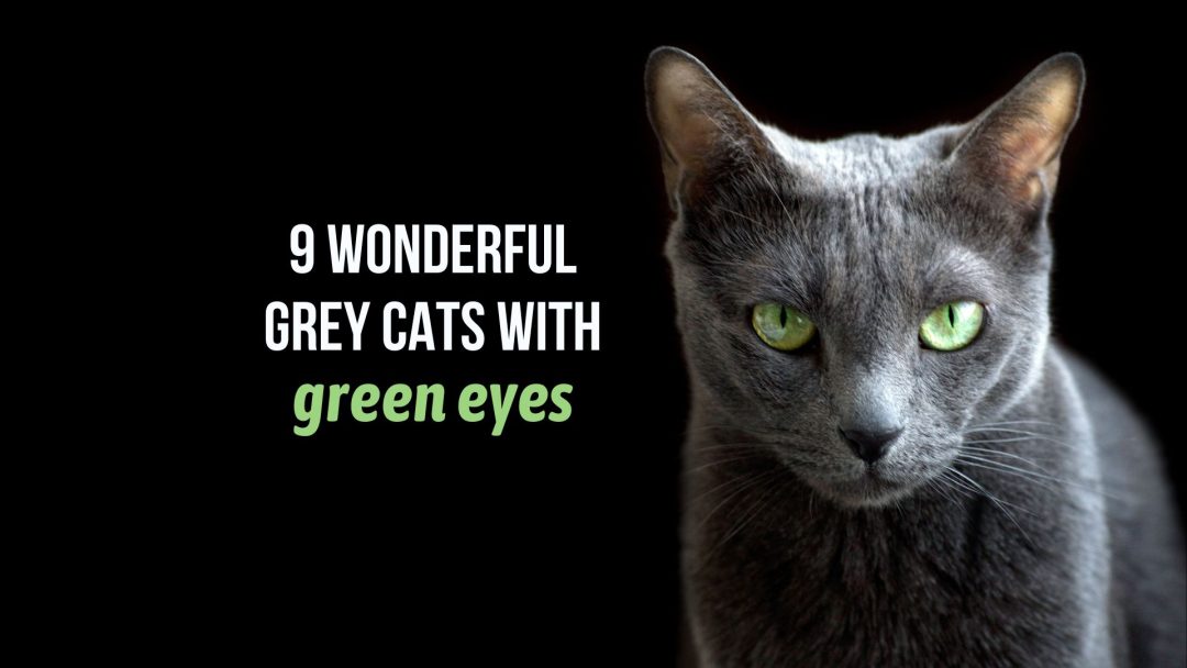 9 Wonderful Grey Cats With Green Eyes