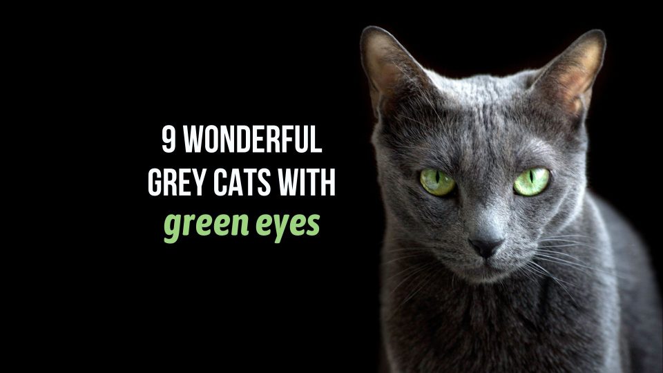 9 Wonderful Grey Cats With Green Eyes