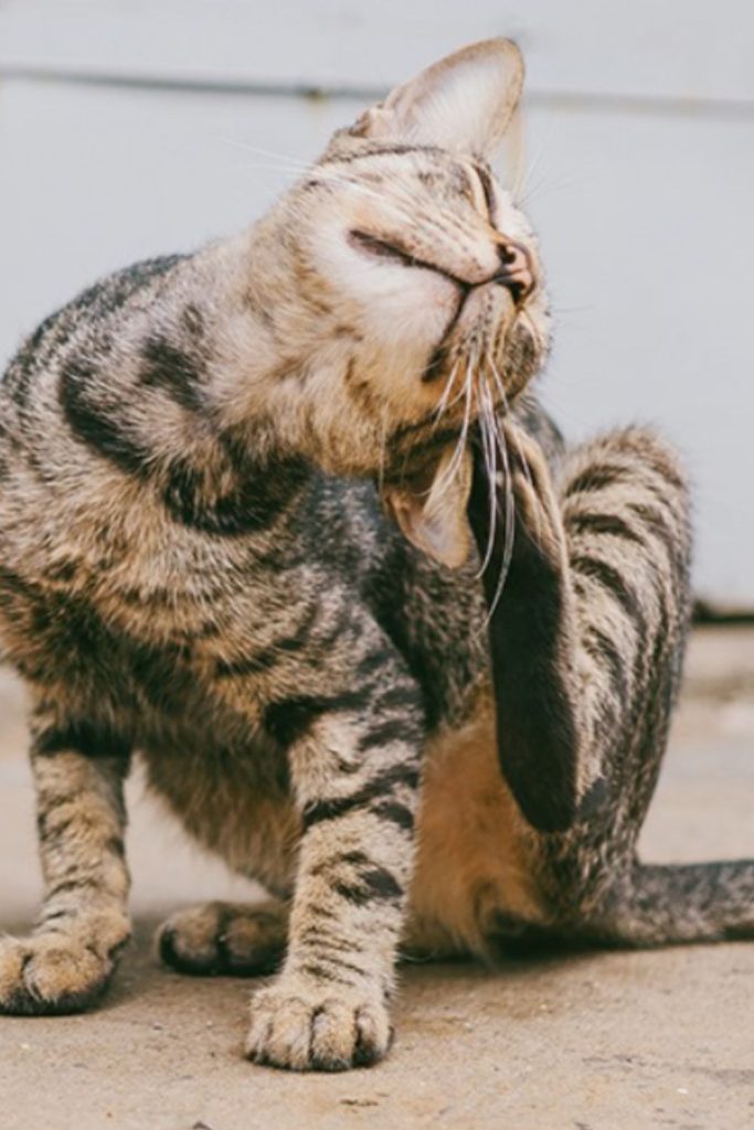 5 Reasons For An Unhealthy Cat Coat And Tips On How To Help