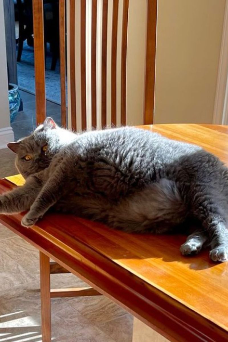 5 Reasons For An Unhealthy Cat Coat And Tips On How To Help