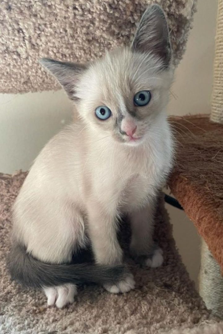 9 Beautiful Snowshoe Cat Colors And Coat Patterns