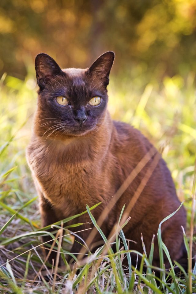 13 Lazy Cat Breeds That Make Lovely Companions
