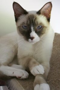 9 Beautiful Snowshoe Cat Colors And Coat Patterns