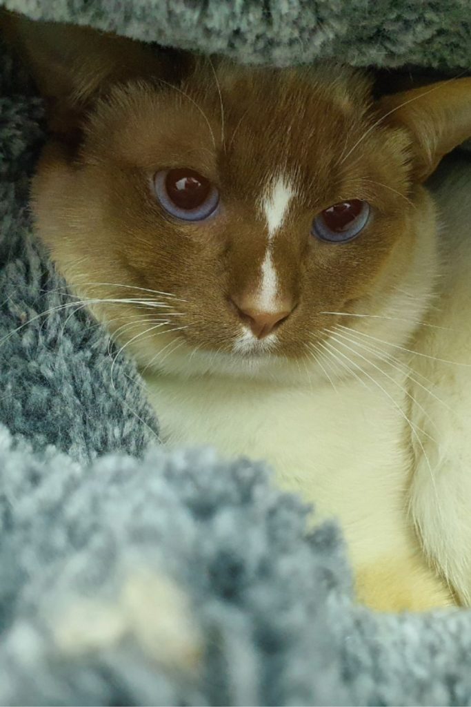 9 Beautiful Snowshoe Cat Colors And Coat Patterns