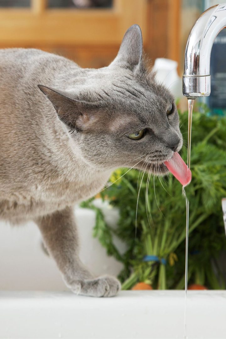 7 Reasons For A Foamy Cat Urine And Tips On How To Help