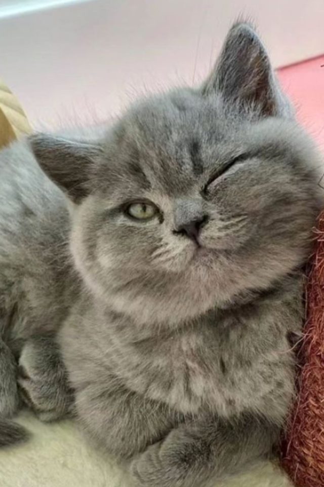 9 Wonderful Grey Cats With Green Eyes