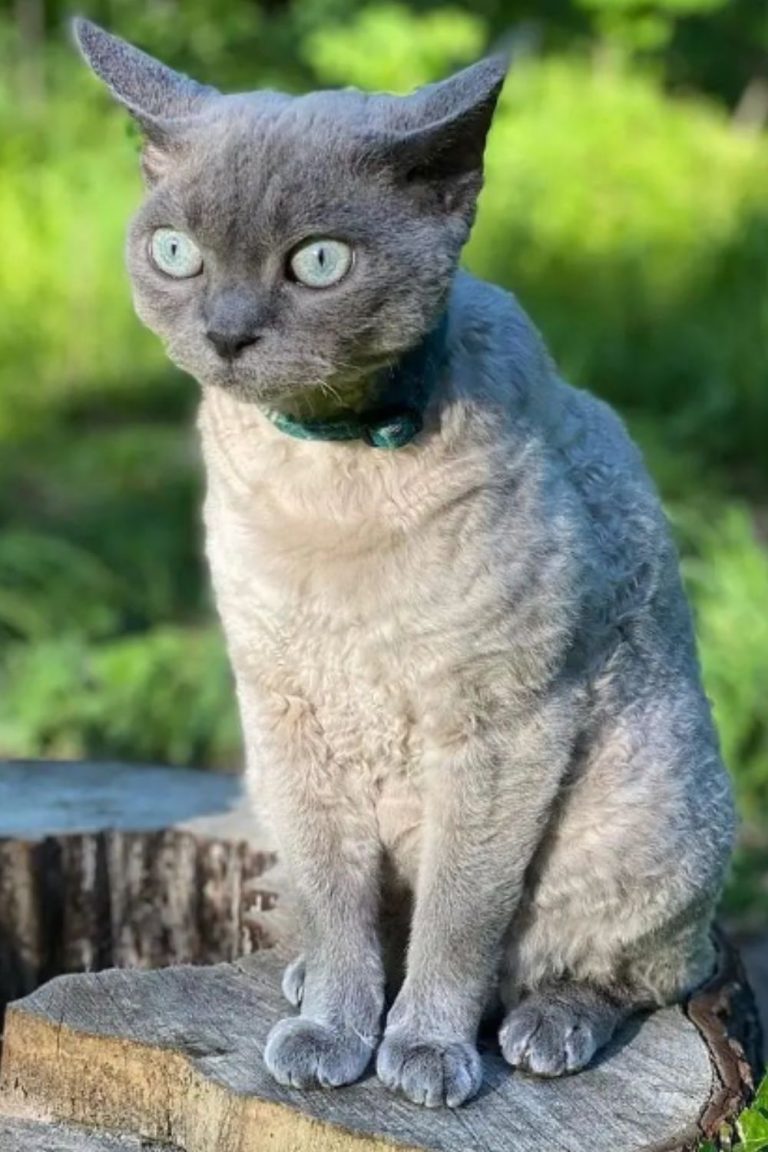 9 Wonderful Grey Cats With Green Eyes