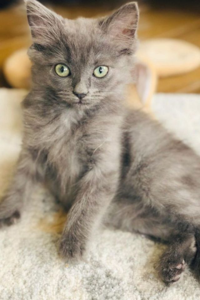 9 Wonderful Grey Cats With Green Eyes