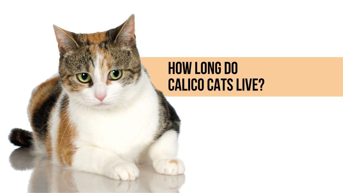 How Long Do Calico Cats Live, With 5 Important Factors