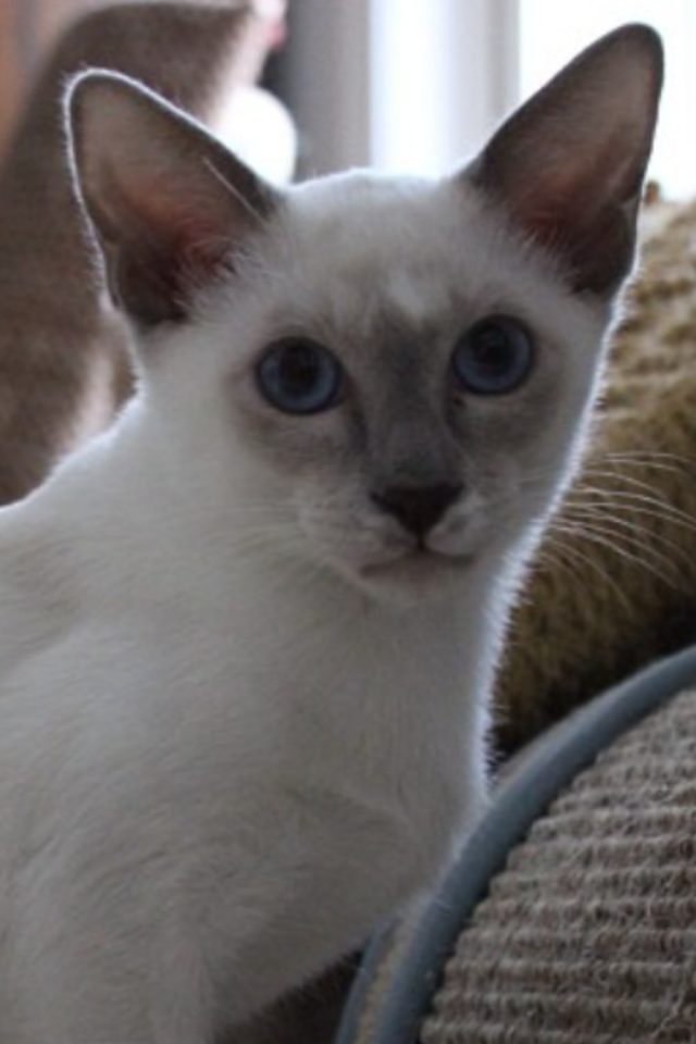 9 Beautiful Snowshoe Cat Colors And Coat Patterns