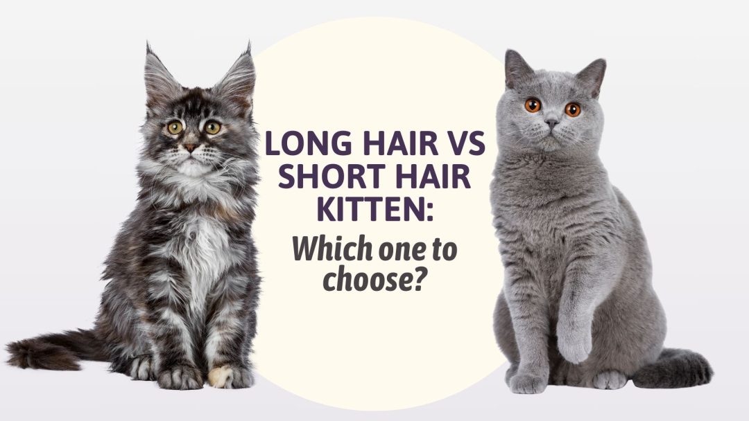 Long Hair Vs Short Hair Kitten: Which One To Choose?