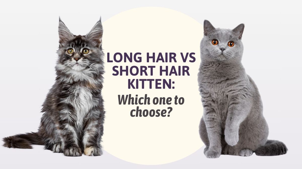 Long Hair Vs Short Hair Kitten: Which One To Choose?