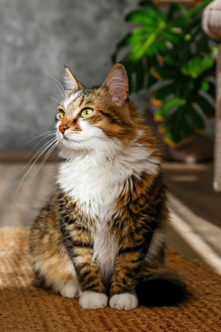 13 Lazy Cat Breeds That Make Lovely Companions