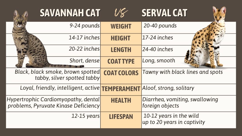 Savannah Cat Vs Serval: How Similar Are These Two Breeds?