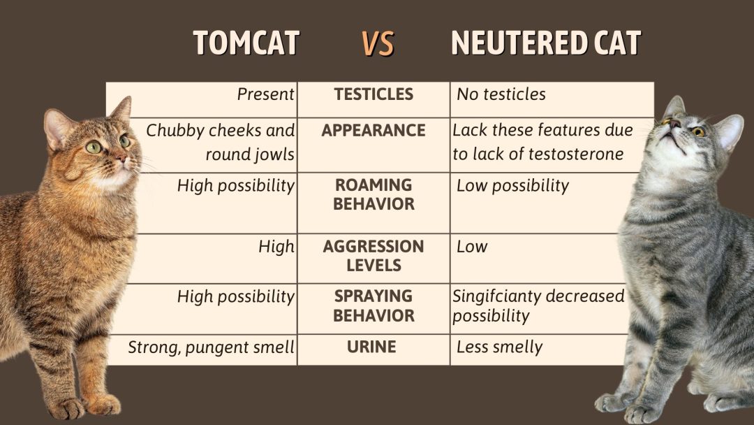 Tomcat Vs Neutered Cat: How Are They Different?