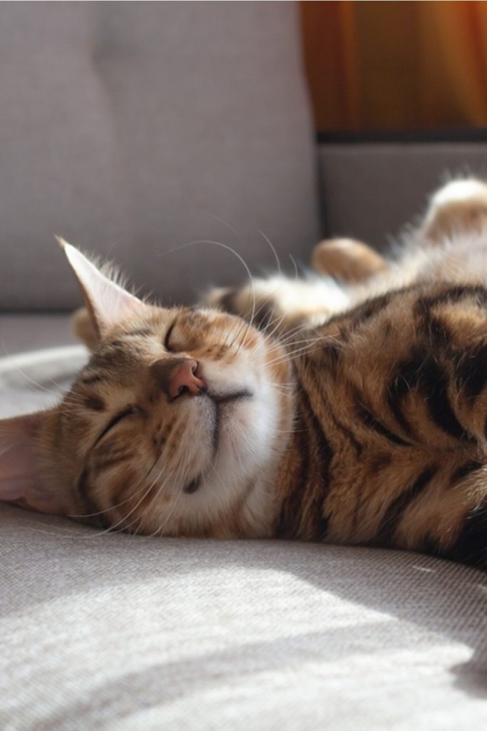 7 Reasons Why Is Your Cat Sleeping More Than Usual