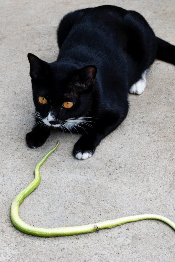 Are Snakes Scared Of Cats And Vice Versa?