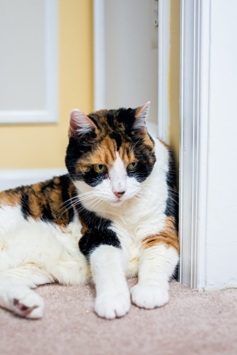 How Long Do Calico Cats Live, With 5 Important Factors